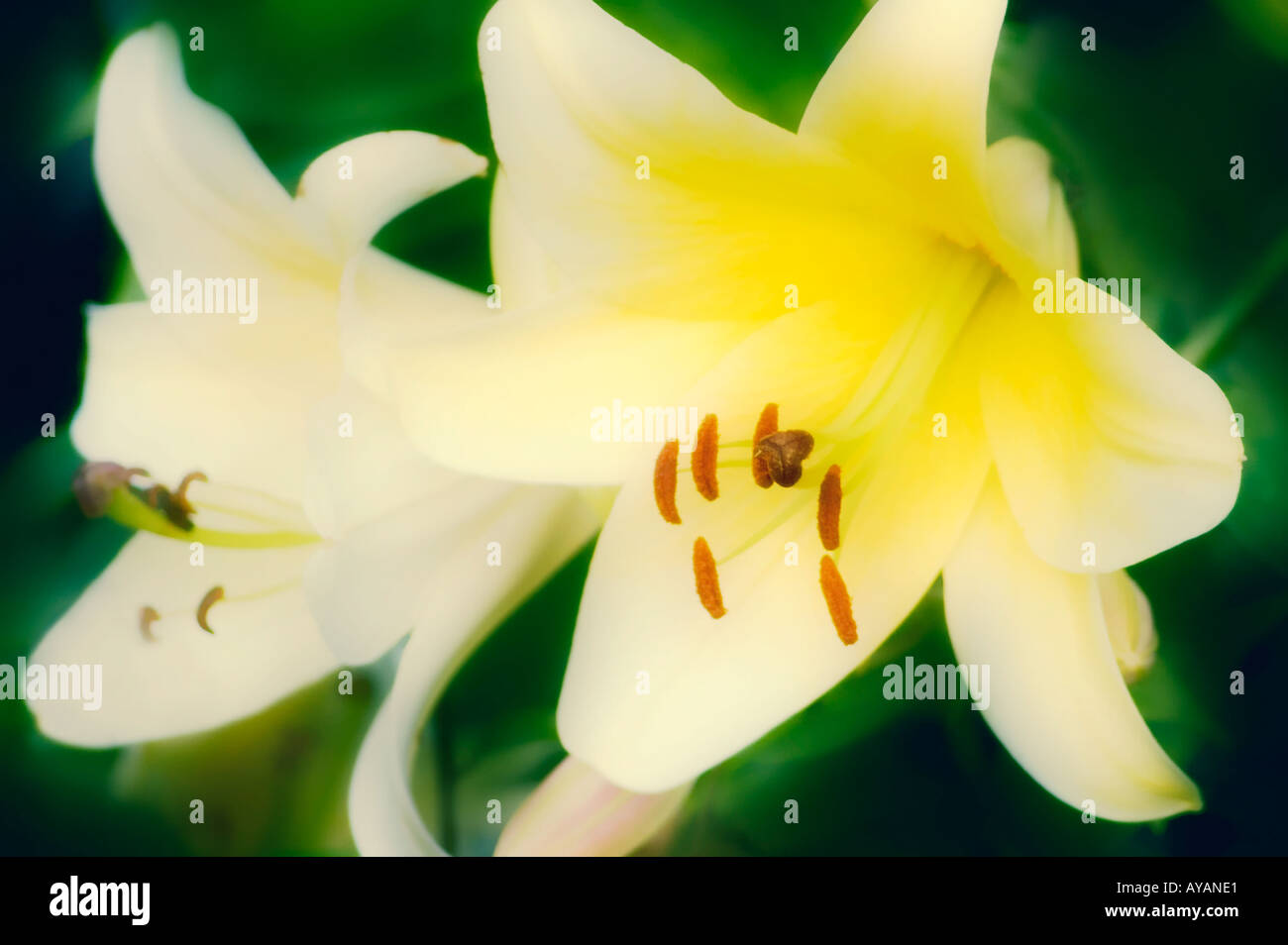 Orientpet hi-res stock photography and images - Alamy