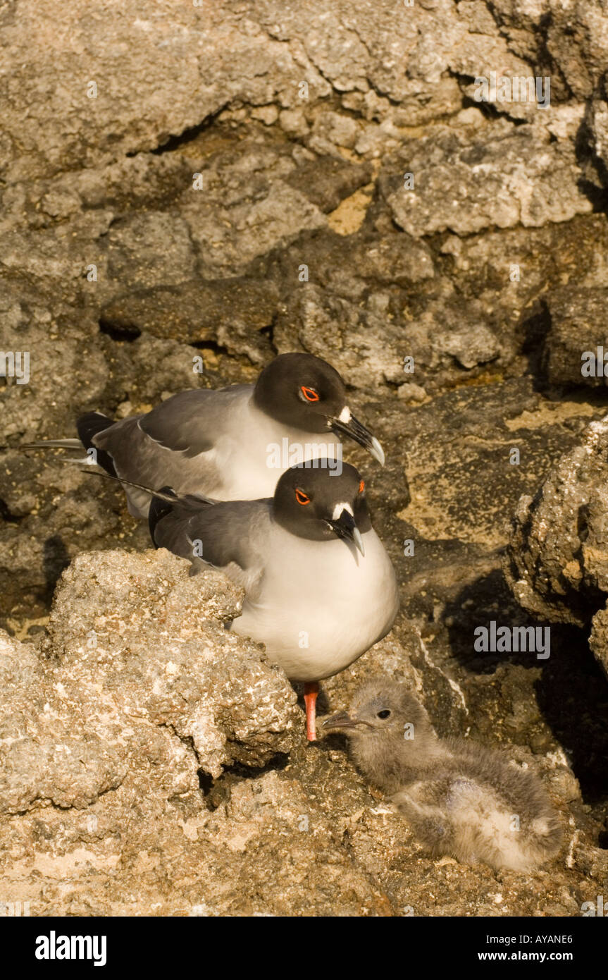 Bird with white ring around eye hi-res stock photography and images - Alamy