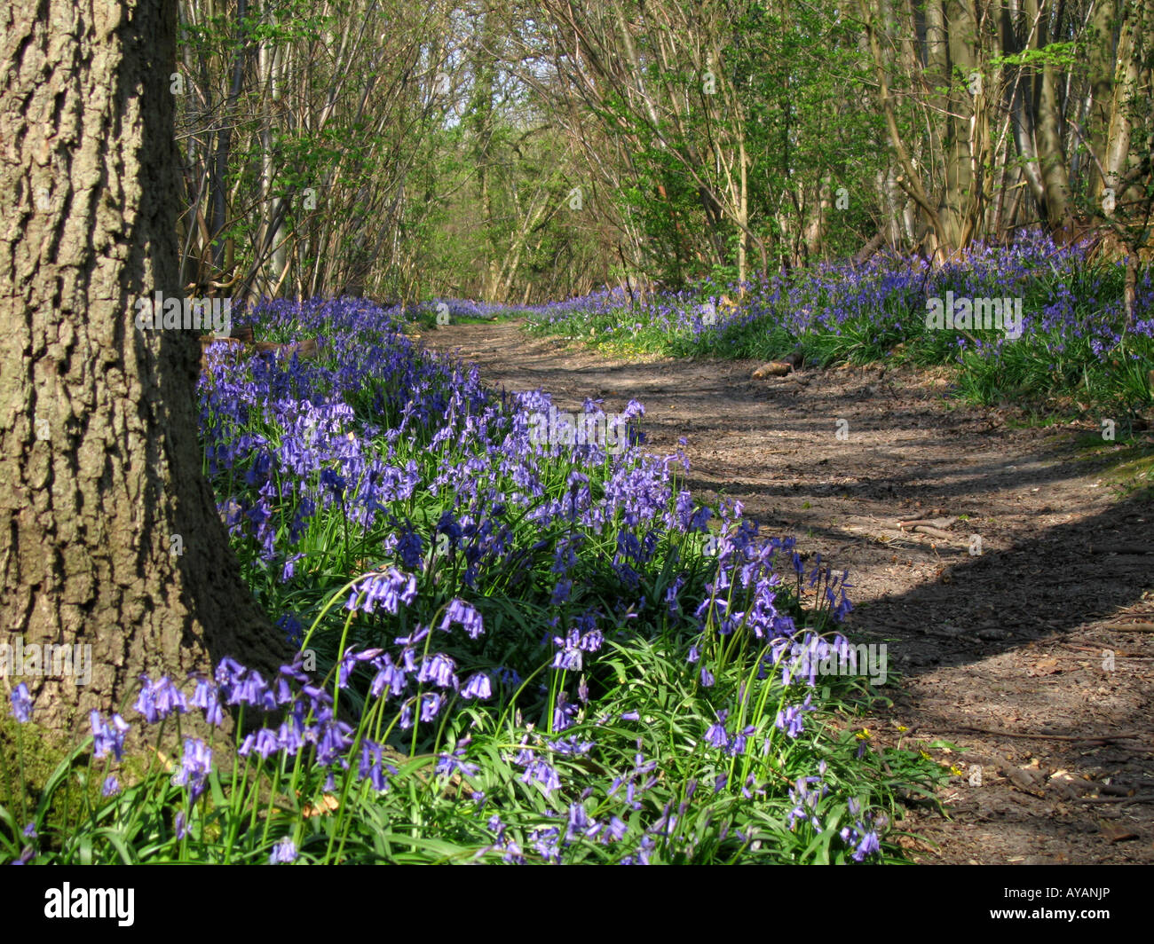 Bluebells flowering in Spring alongside winding path Goss Bushes ...