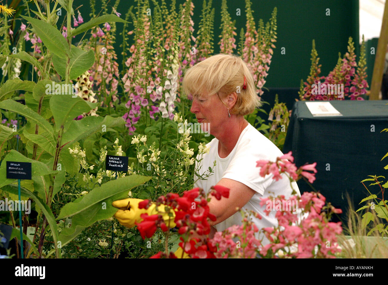UK Cheshire Knutsford Tatton Hall RHS Flower Show Preparing exhibits ...