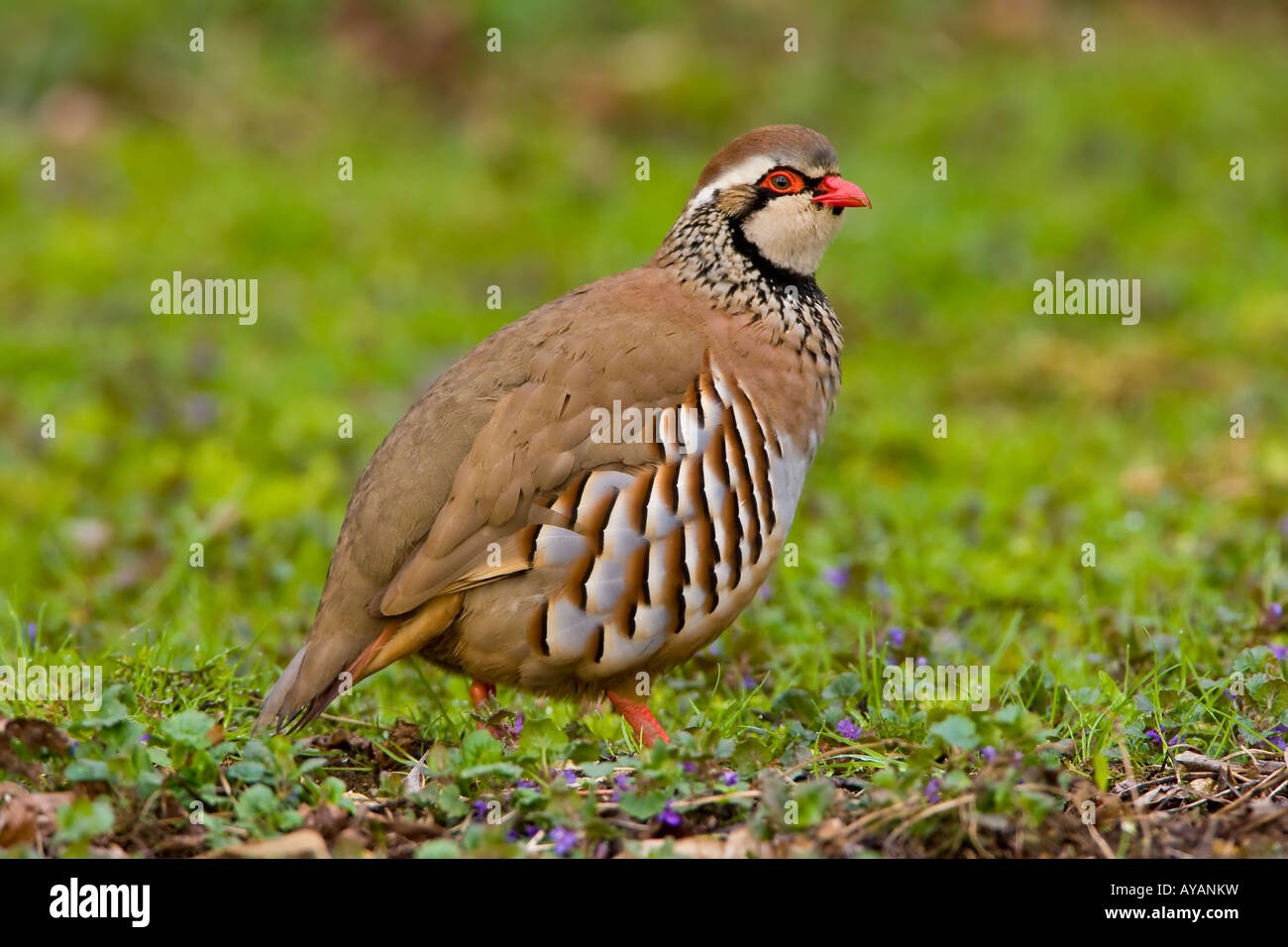 Partridge bird hi-res stock photography and images - Alamy