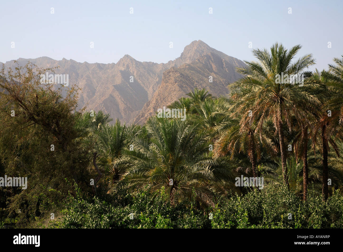 Oman Al Batinah Nakhal oasis palms Hajar Mountains Stock Photo - Alamy