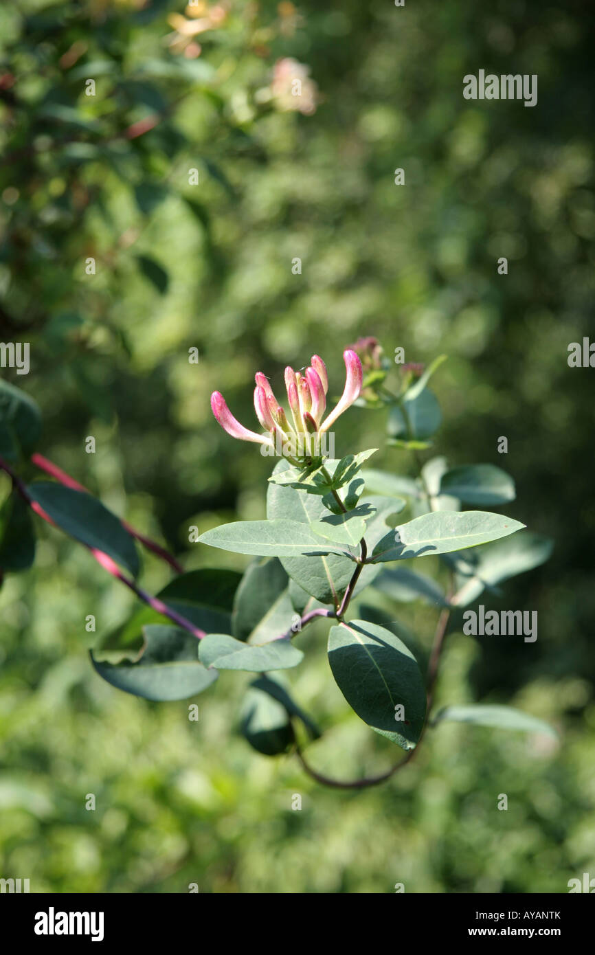Honeysuckle flower blooming in full sun Stock Photo - Alamy