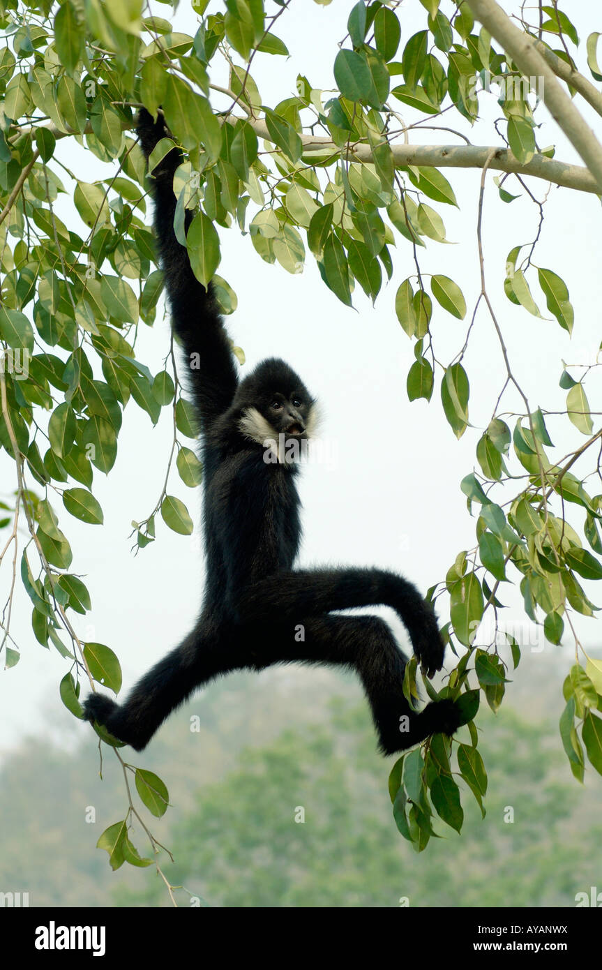 Chinese white cheeked gibbon Hylobates leucigenys H concolor swinging ...