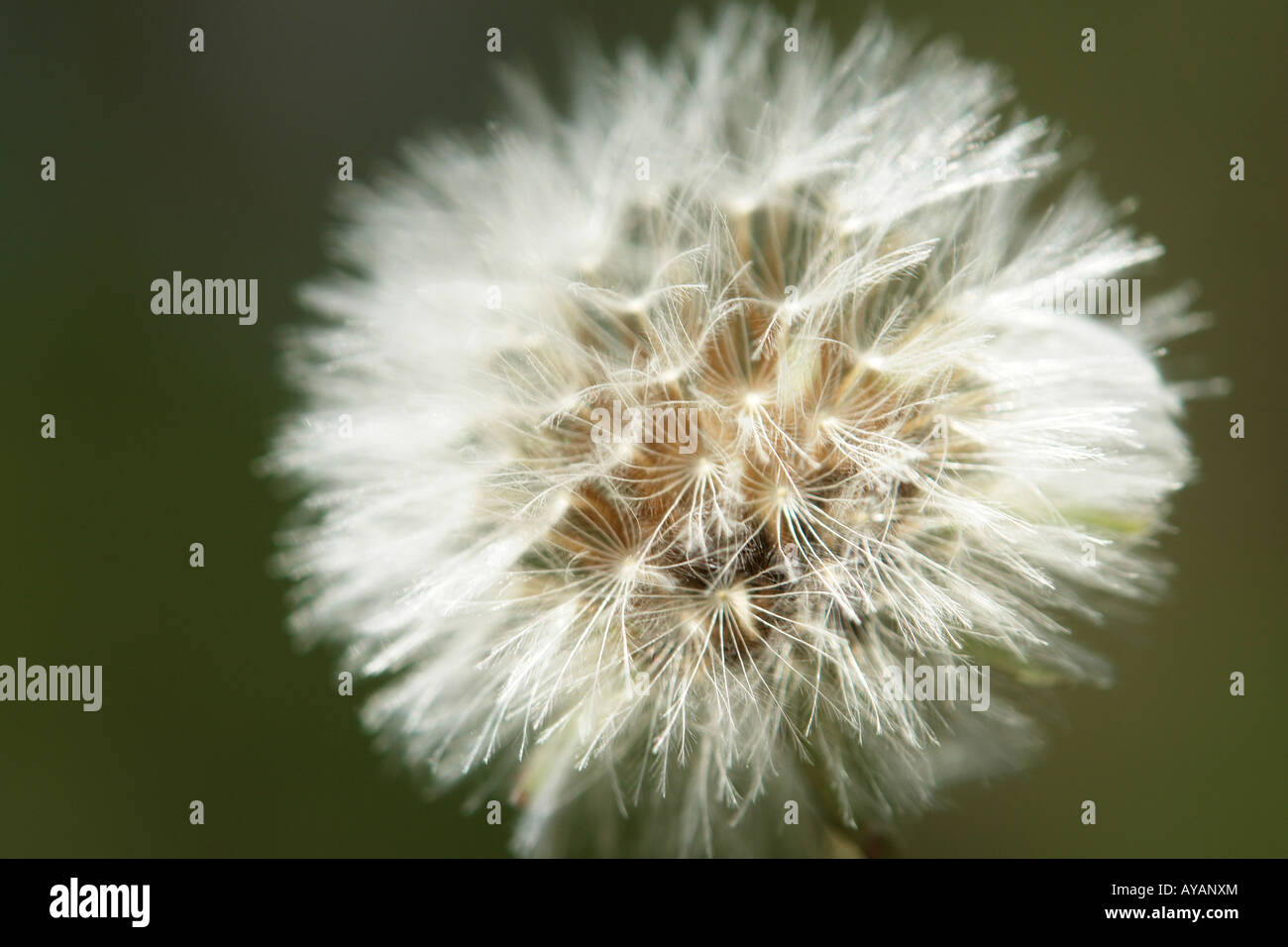 Life cycle of a dandelion hi-res stock photography and images - Alamy