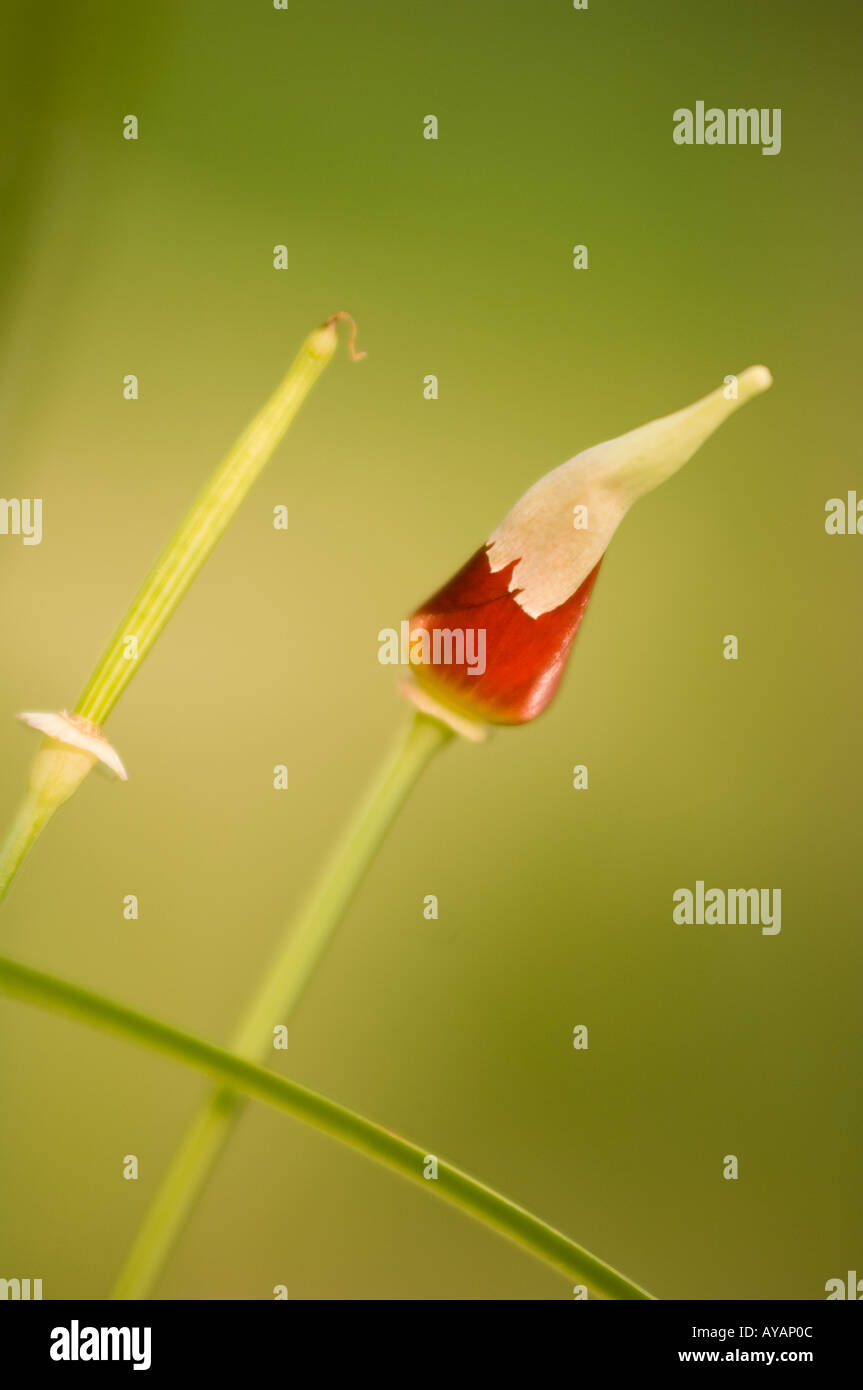 California Poppy Buds Stock Photo - Alamy