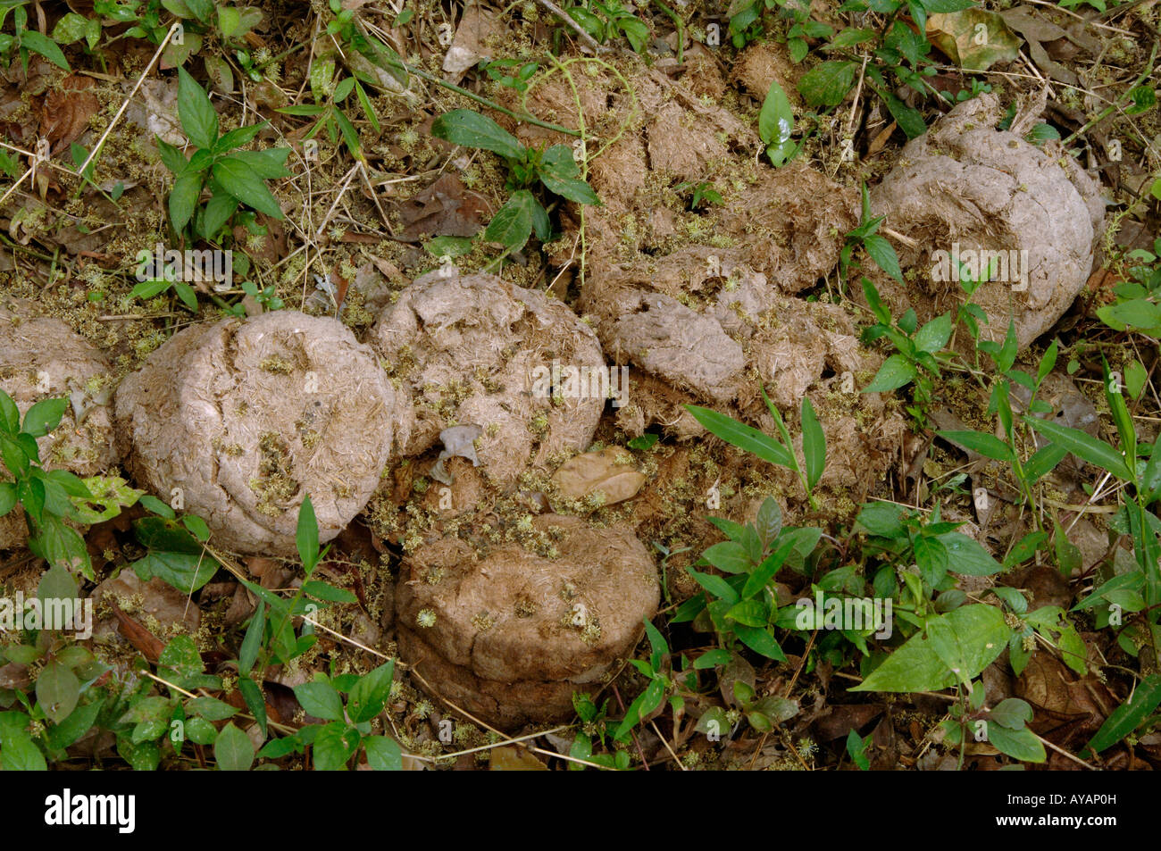 Asian elephant Elephas maximus droppings Wild Elephant Valley Yunnan ...