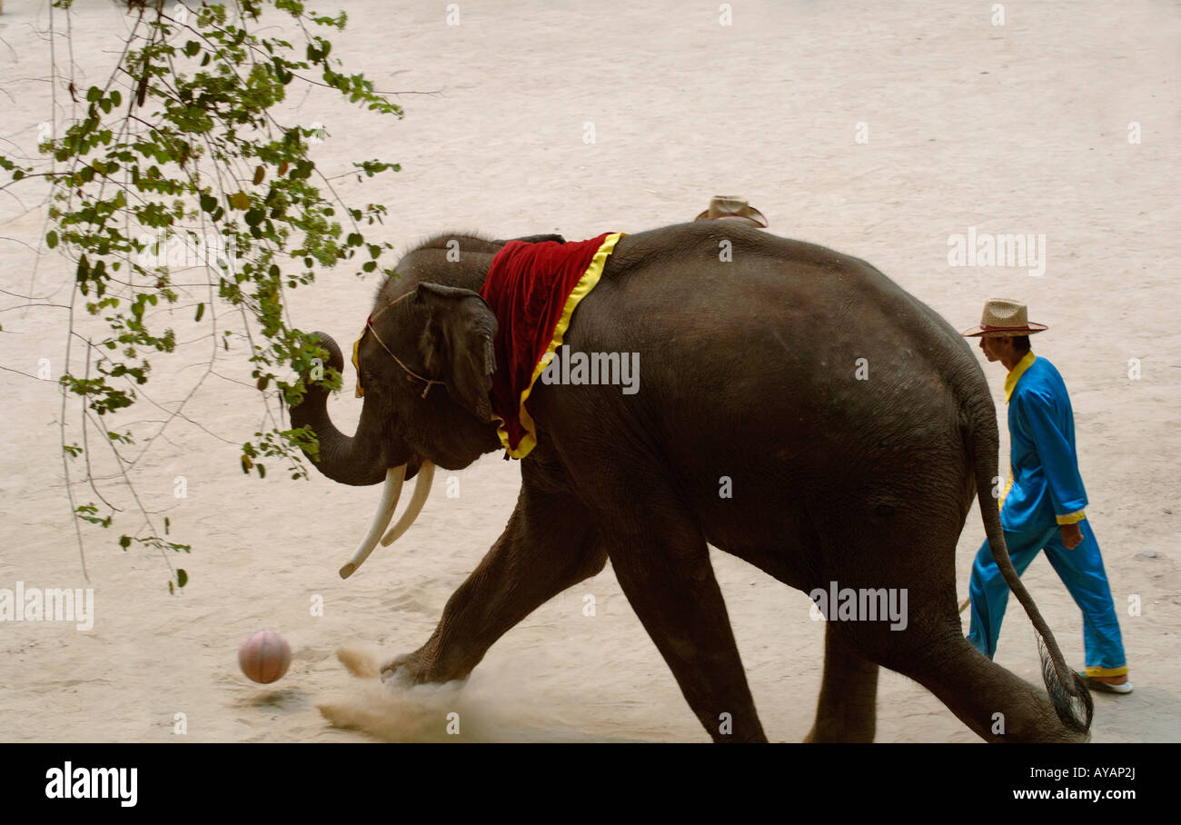 Captive Asian elephant Elephas maximus kicking ball in elephant show ...