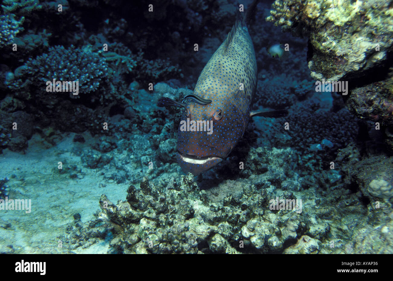 Leopardenzackenbarsch Leopard grouper Pletropomus pessuliferum Stock ...