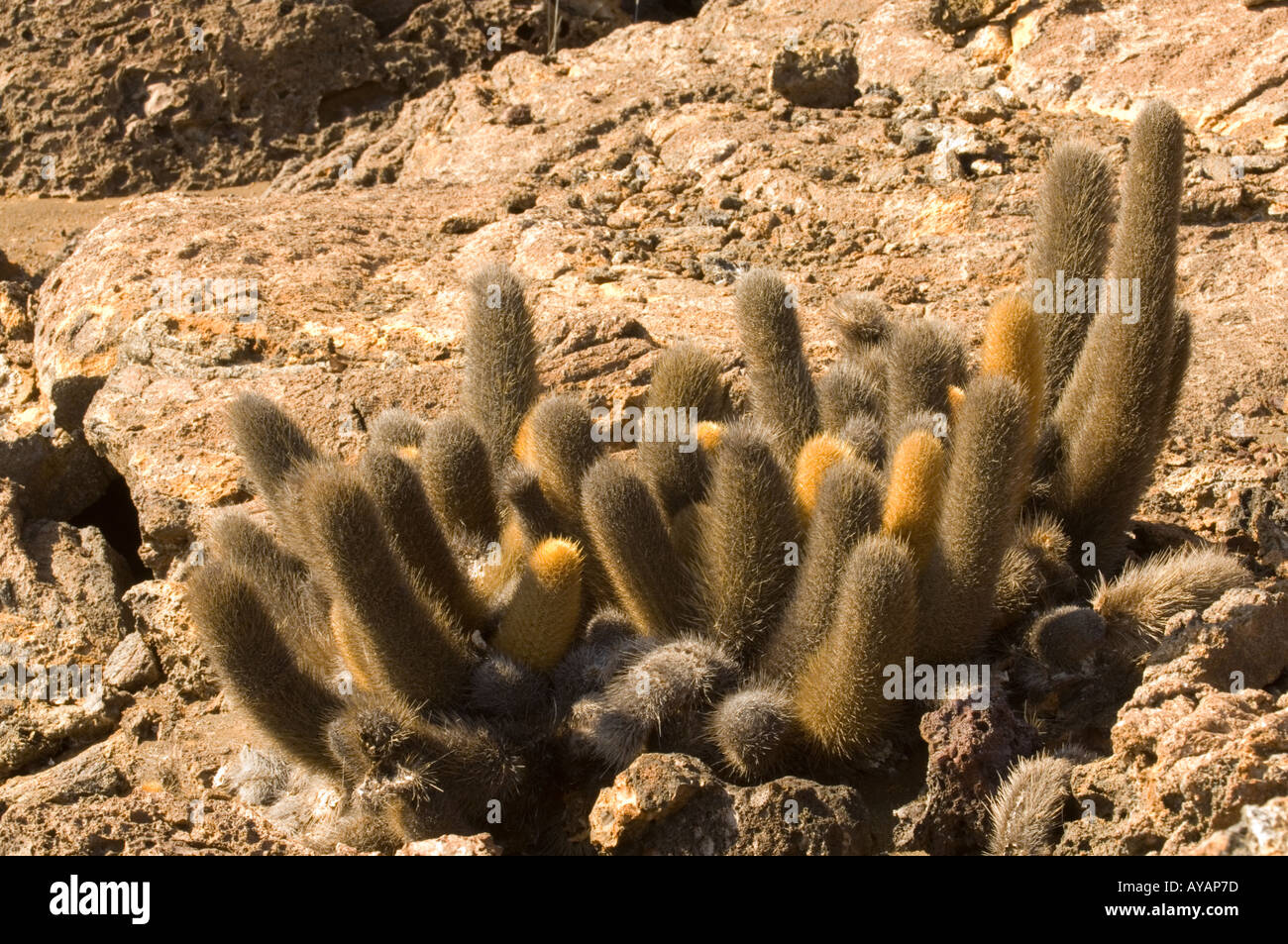 Lava Cactus, Brachycereus nesioticus, Bartolome Island, Galapagos ...
