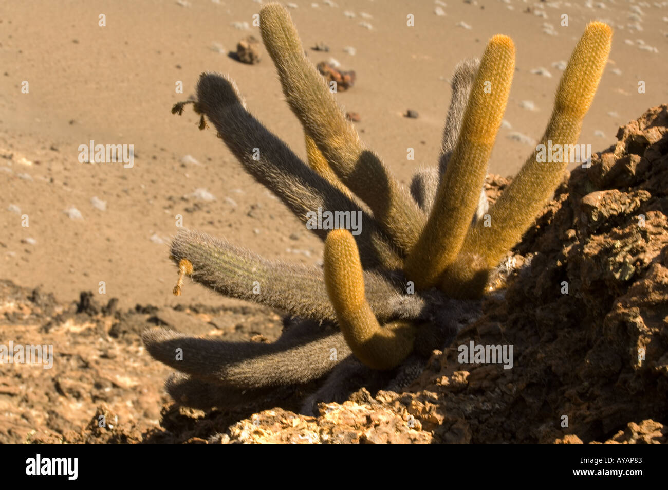 Lava Cactus (Brachycereus nesioticus) Bartolome Island Galapagos ...
