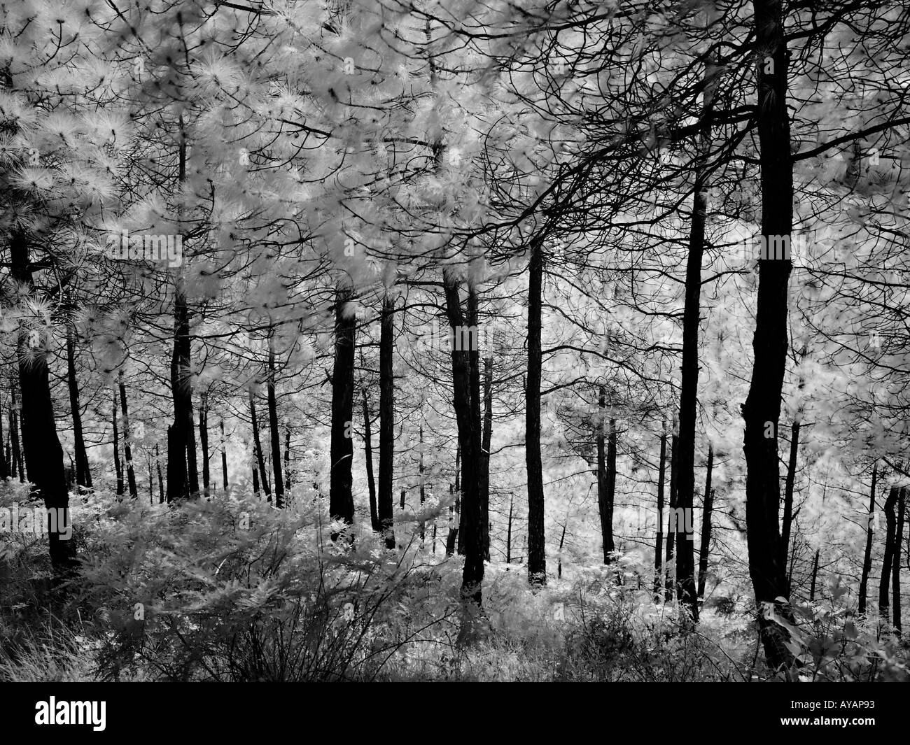Far Infrared Radiation High Resolution Stock Photography and Images - Alamy