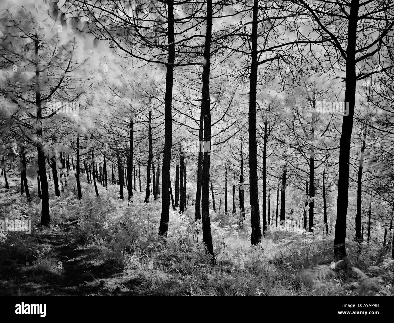 Far Infrared Radiation High Resolution Stock Photography and Images - Alamy