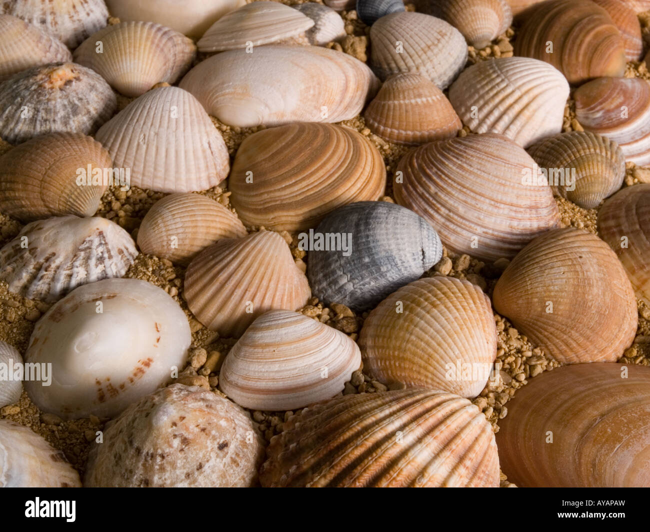 Colourful shells hi-res stock photography and images - Alamy
