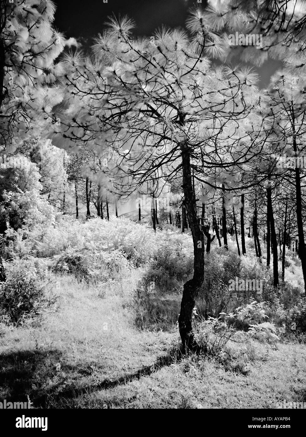Tree stands out from woodland in an infrared image Stock Photo - Alamy