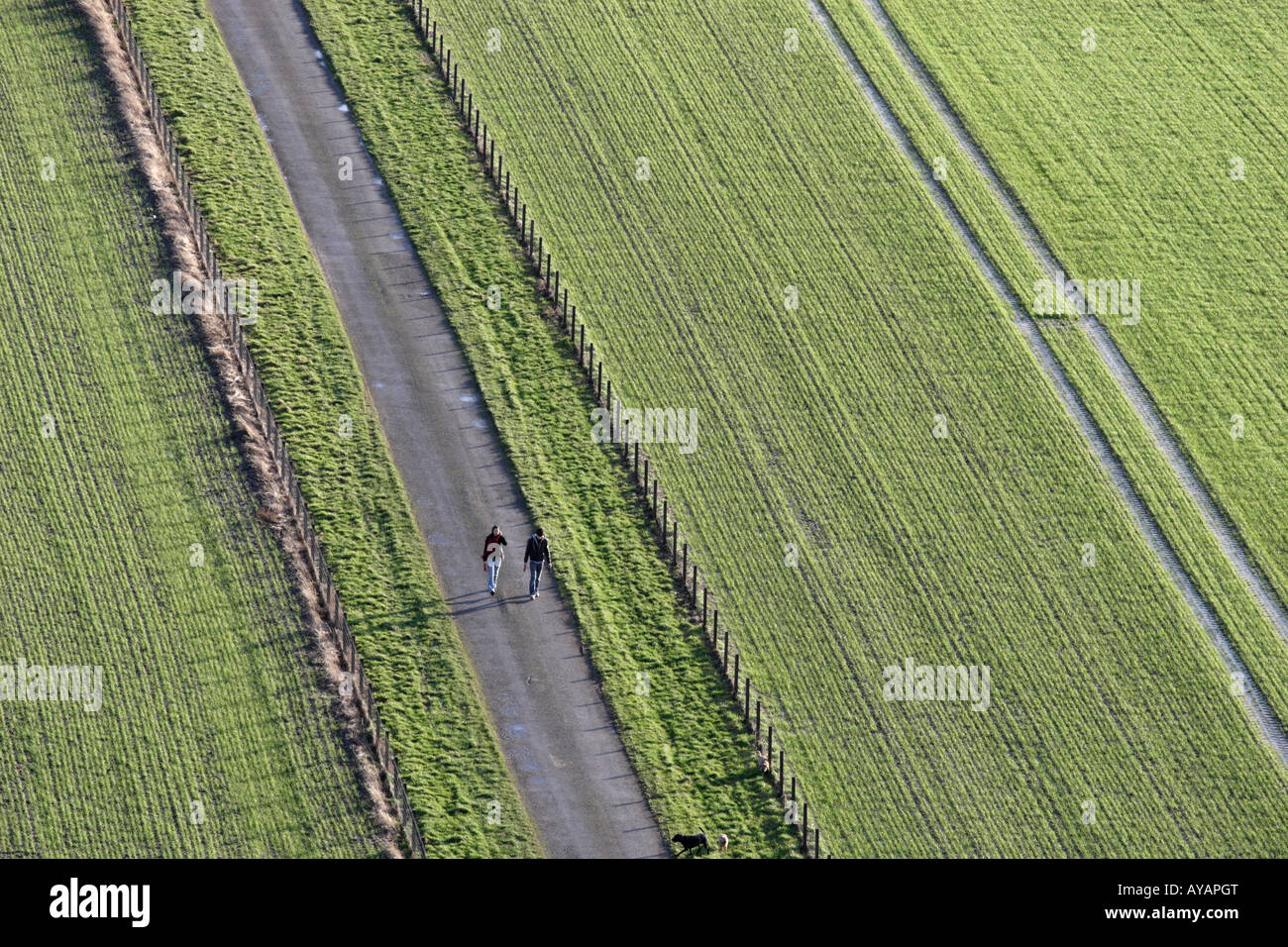 Aerial dog hi-res stock photography and images - Alamy