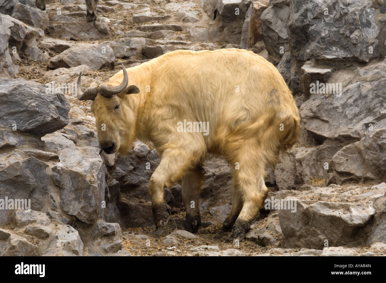 Golden takin or golden fleeced cow Budorcas taxicolor China Stock Photo ...