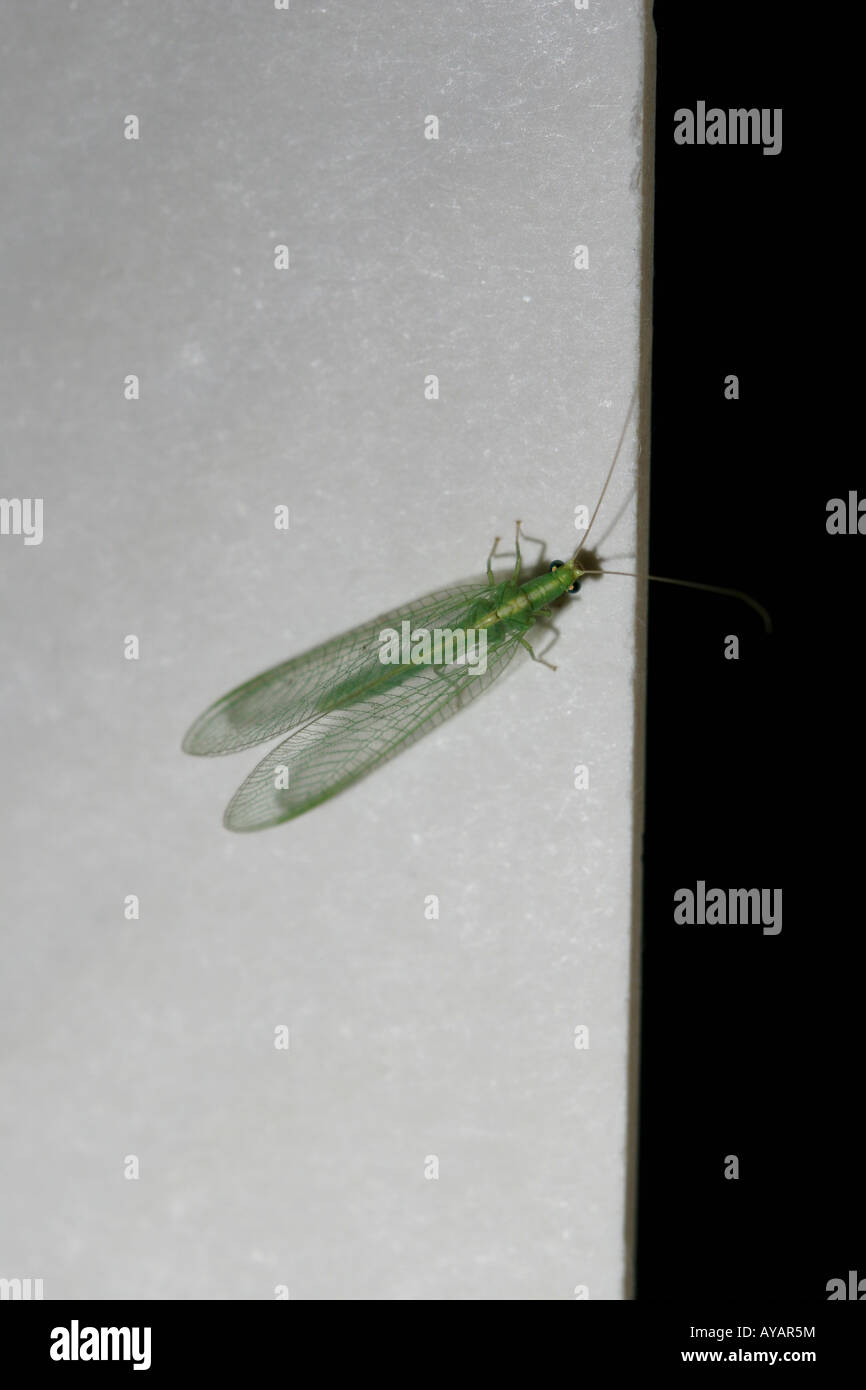 Green may fly against black and white background Stock Photo - Alamy