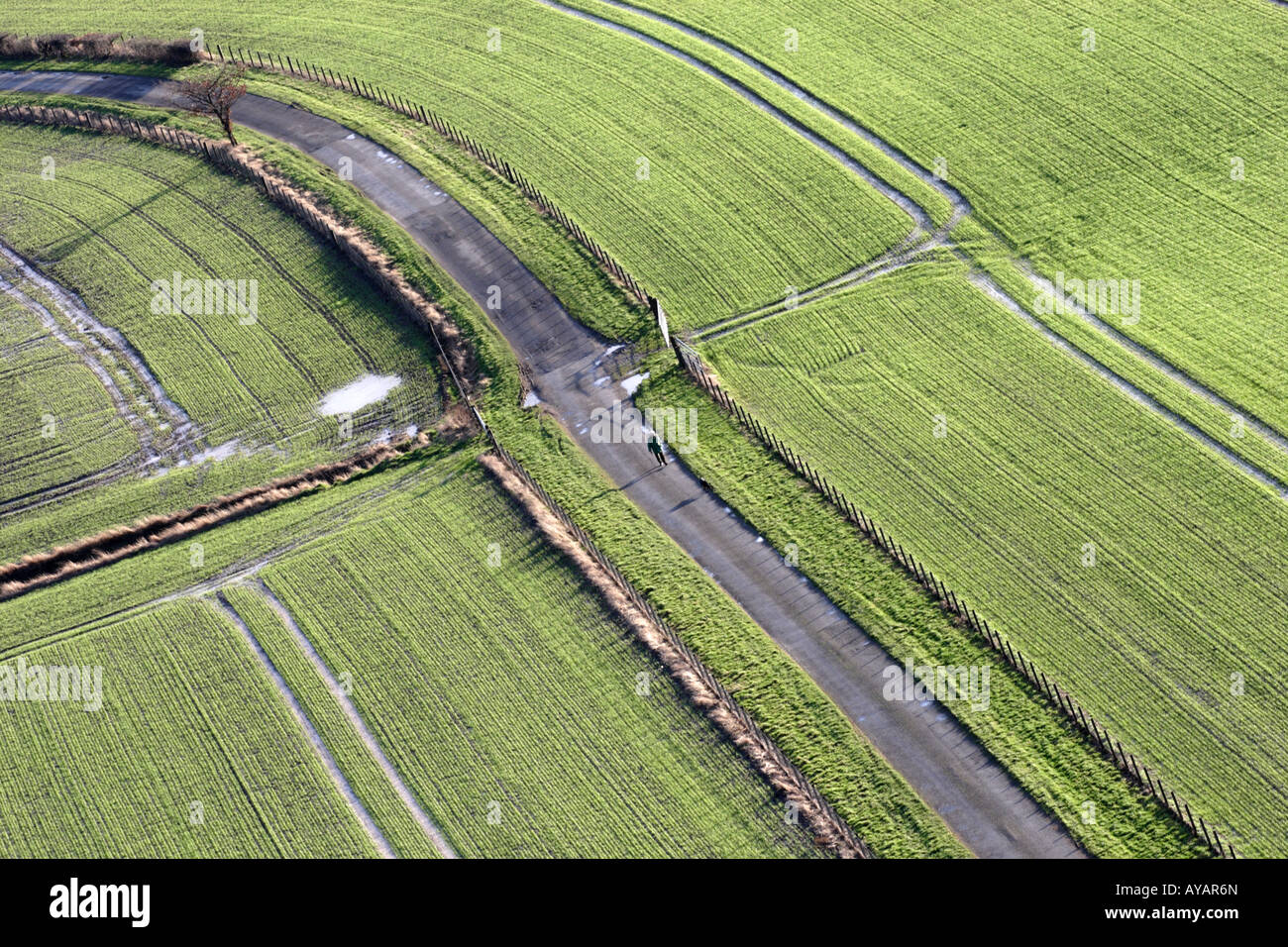 Man Walking Dog Country Lane High Resolution Stock Photography and ...