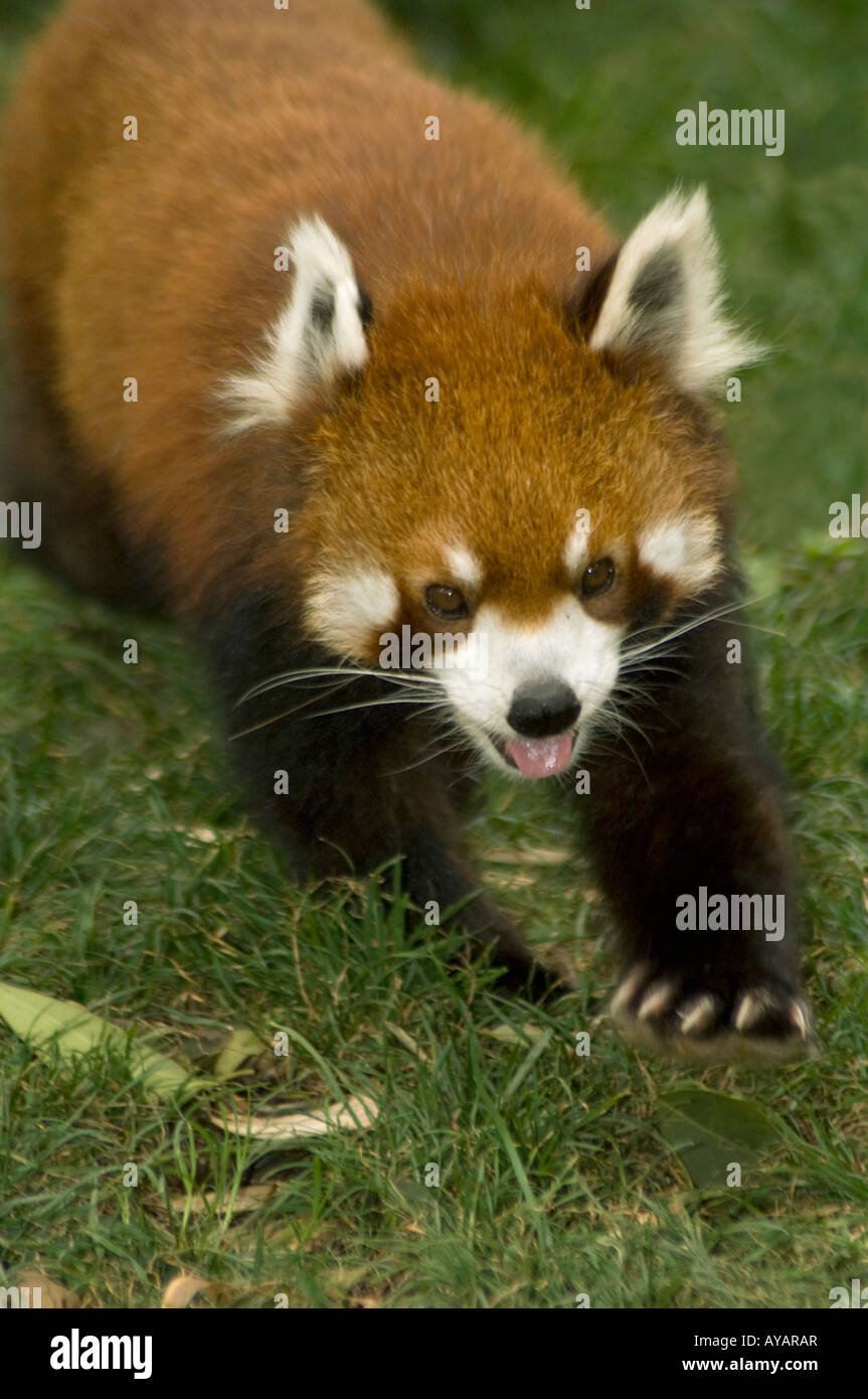 Red or lesser panda Ailurus fulgens walking showing claws on one front ...