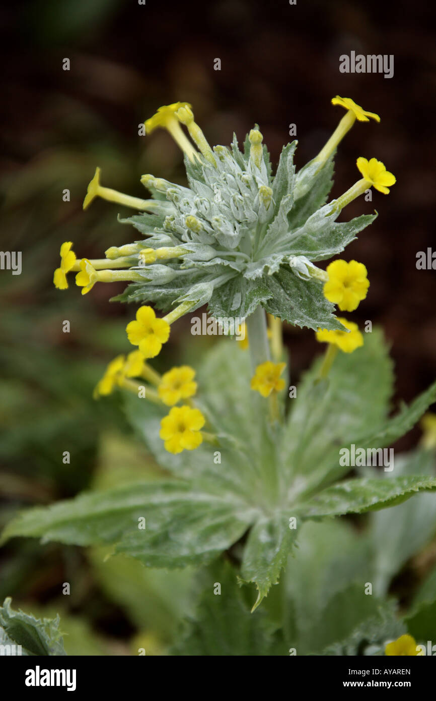 Primula boveana Primulaceae Sinai Egypt Cowslip Polyanthus Primrose ...