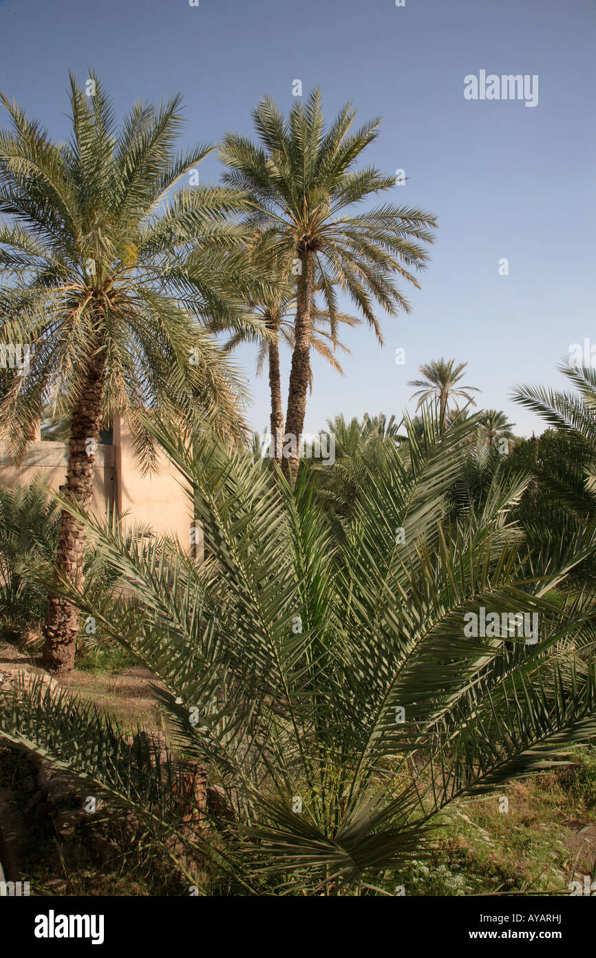Oman Al Dakhiliyah Bahla oasis scenery Stock Photo - Alamy