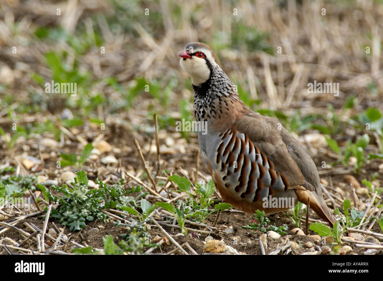 Red legged partridge french partridge hi-res stock photography and ...
