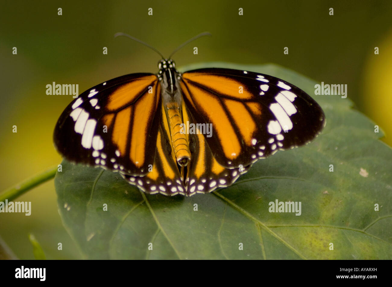Danaus genutia butterflies hi-res stock photography and images - Alamy