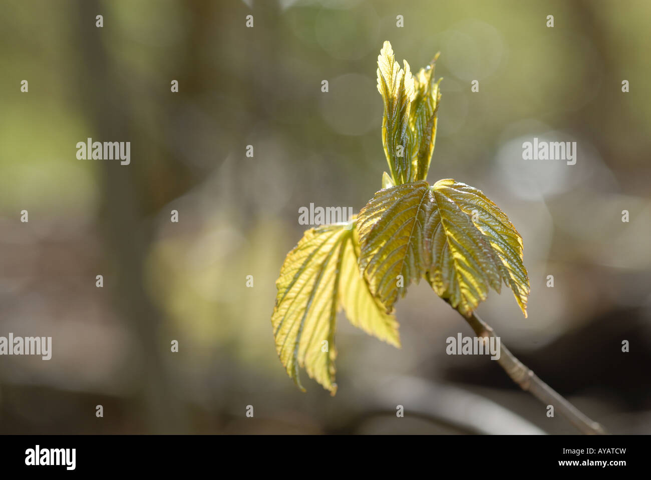 Maple leaf bud hi-res stock photography and images - Alamy