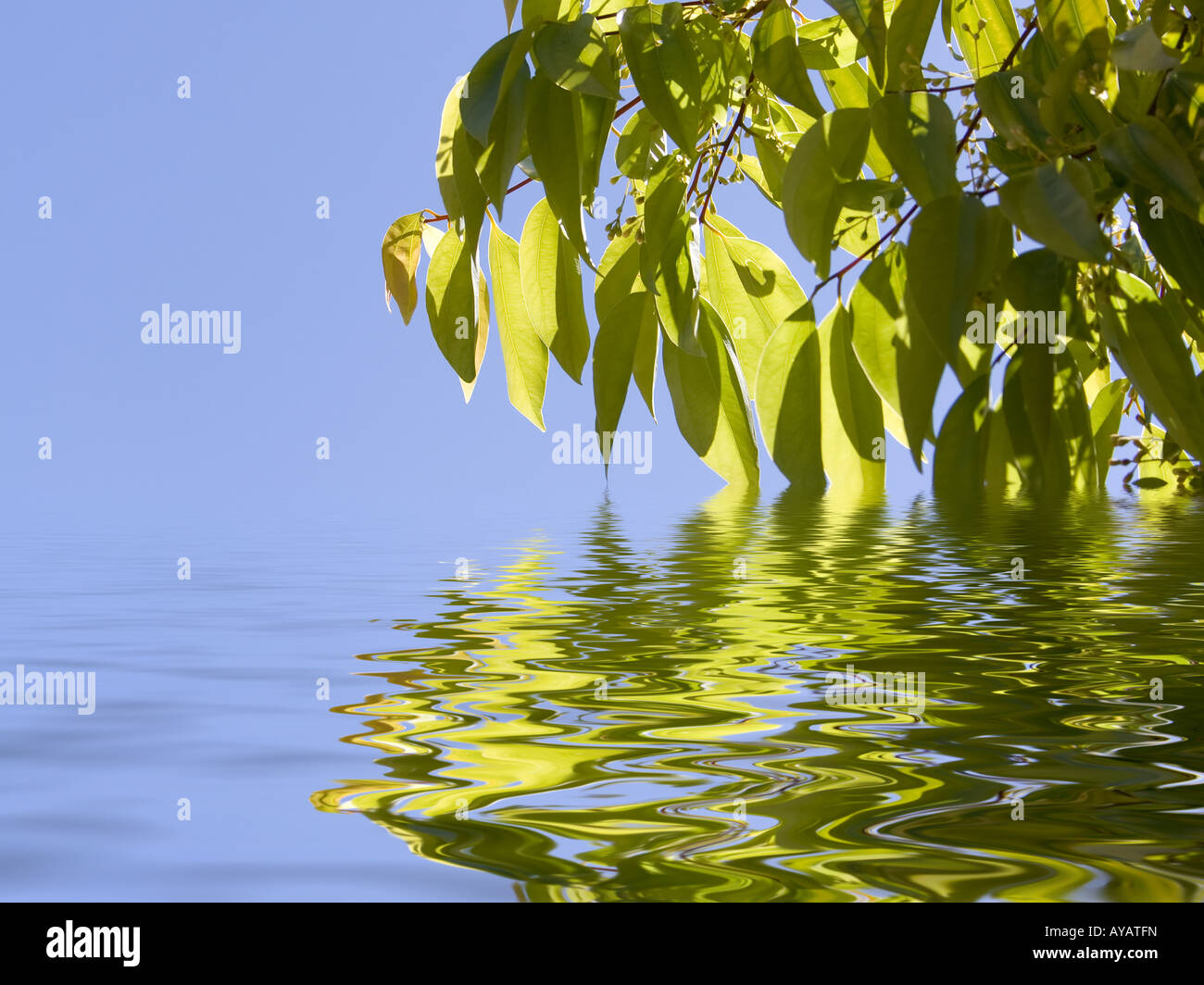 Leaves touching and reflecting in water Stock Photo - Alamy