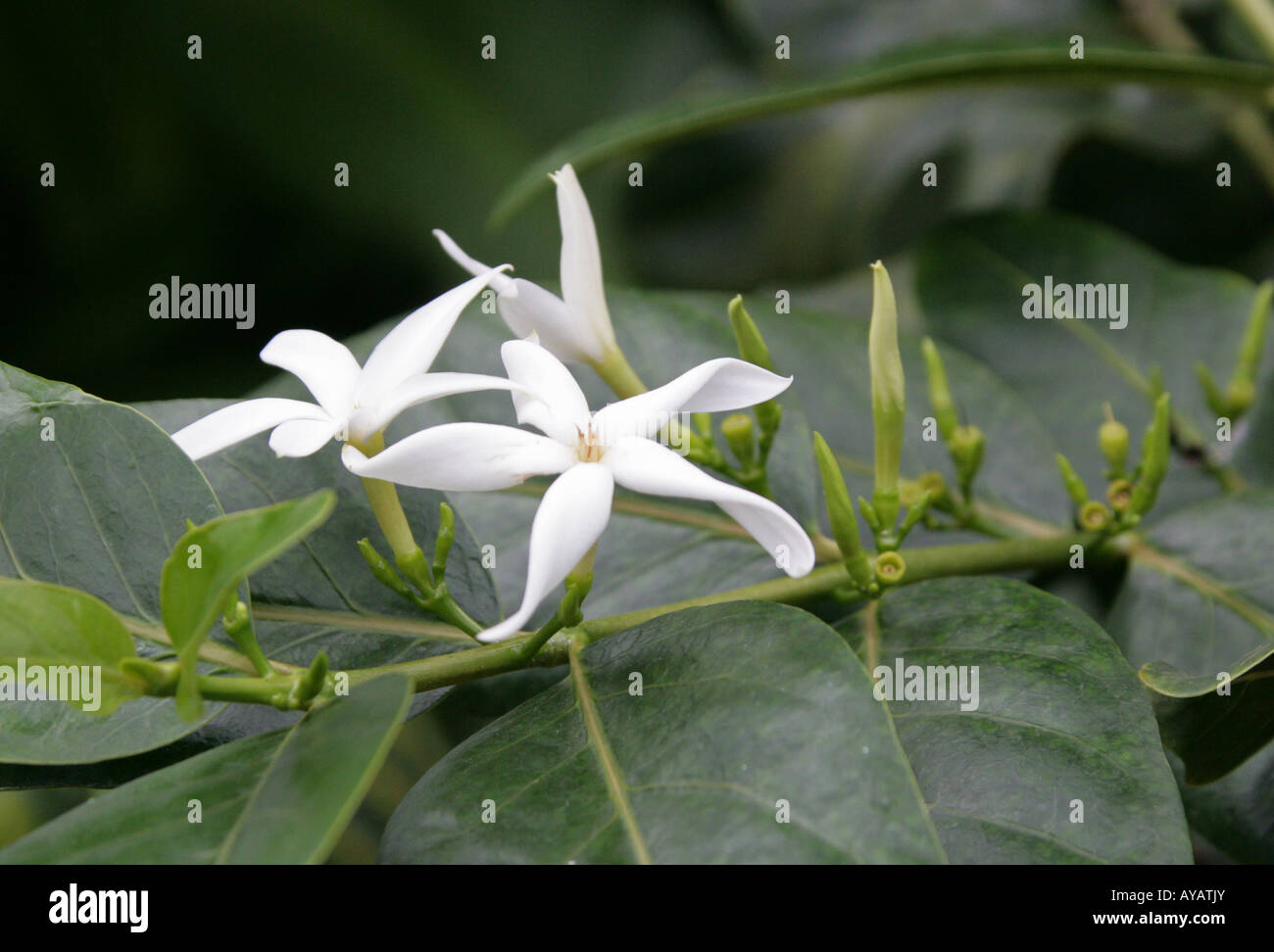 Café Marron aka Wild Coffee Ramosmania rodriguesii Rubiaceae Stock ...