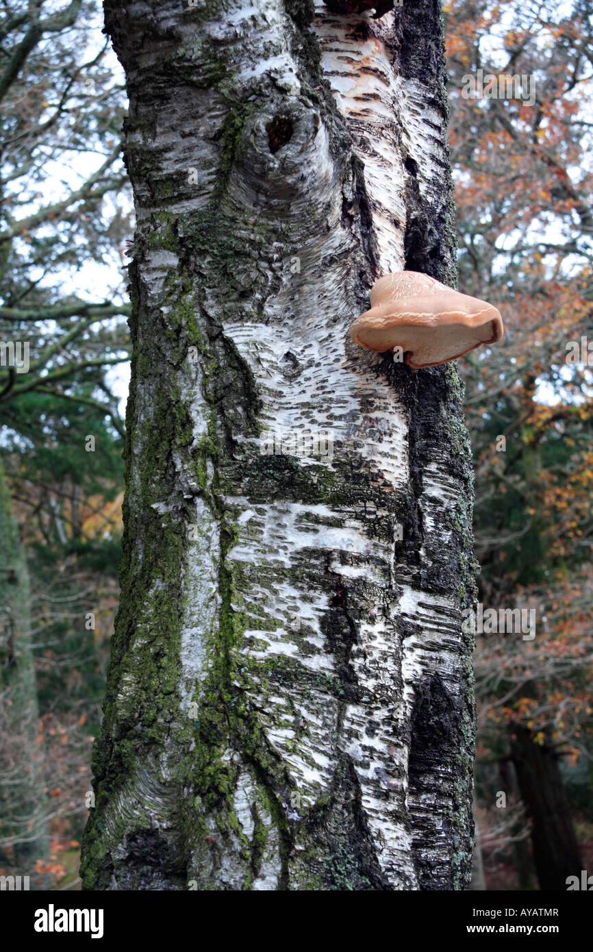 A silver birch tree trunk with fungus Stock Photo - Alamy