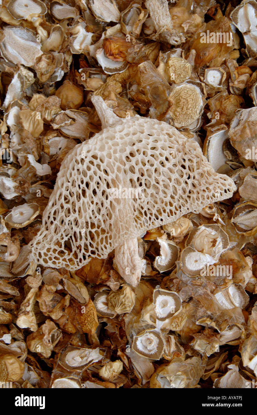 Dried bamboo fungus or veiled lady is a stinkhorn eaten in China Stock ...