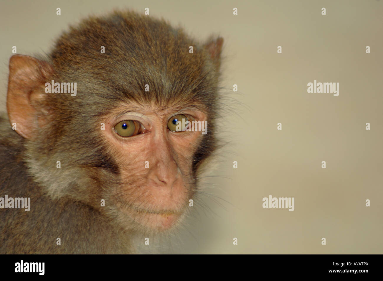 Rhesus macaque monkey Macaca mulatta Nanwan Monkey Island a peninsula ...