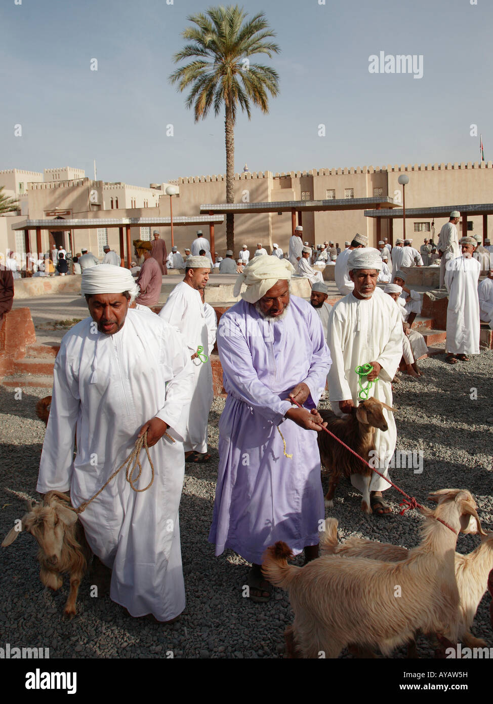 Oman Al Dakhiliyah Nizwa livestock souq goats people Stock Photo - Alamy