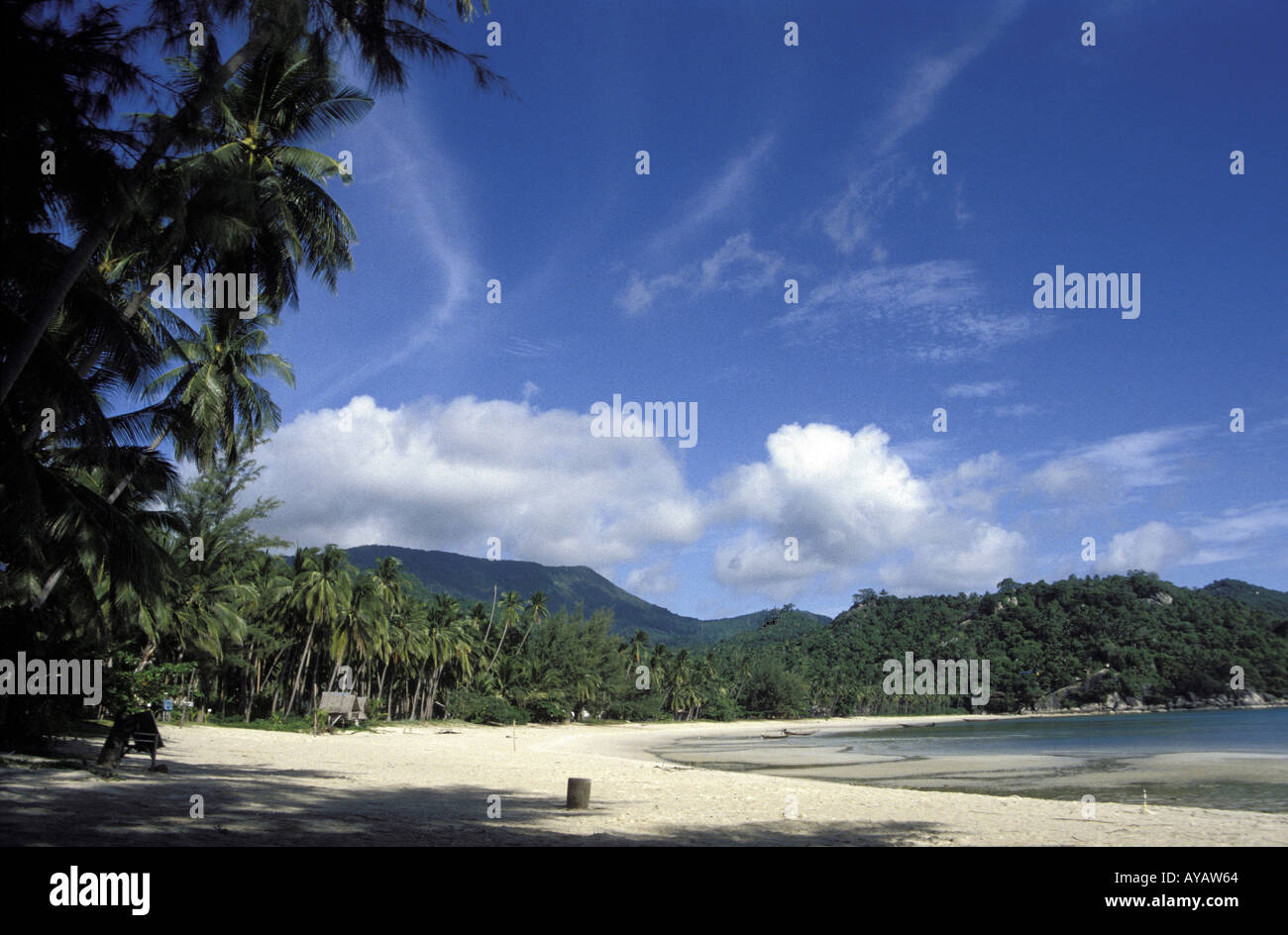 Palmen am Strand Thailand Stock Photo - Alamy