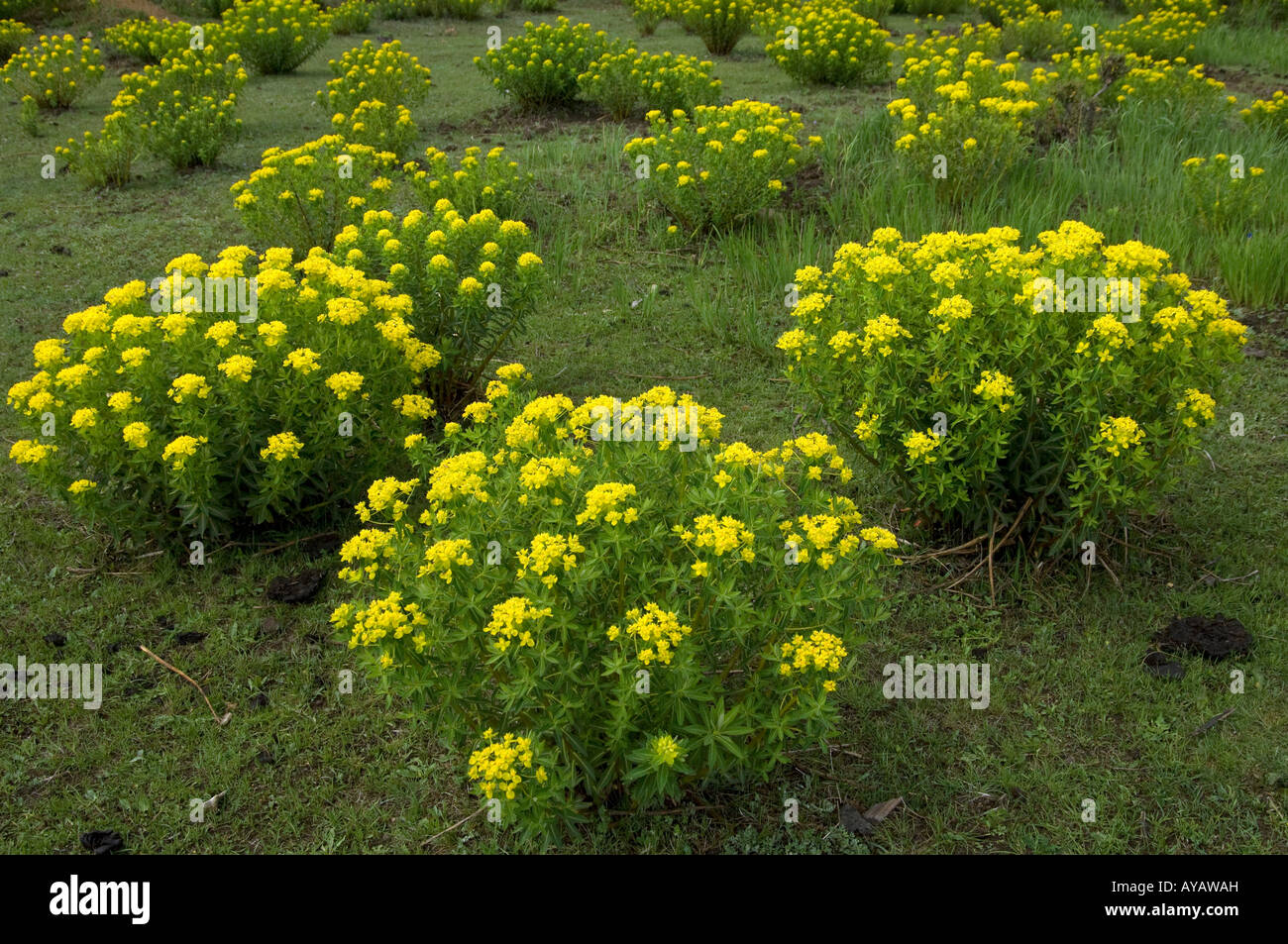 Euphorbia Zhongdian China Yunnan flowers plants Shangri La Stock Photo ...