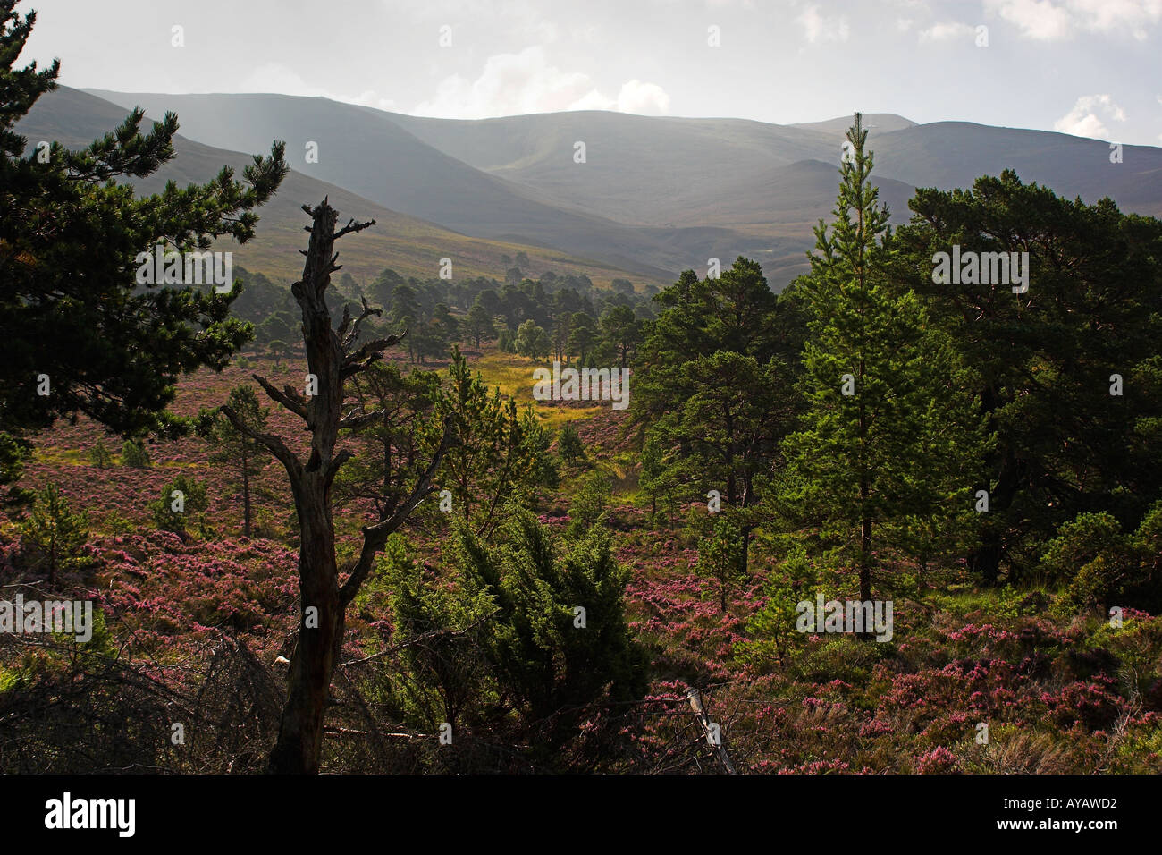 Glenmore Forest in Cairngorm National Park Scotland Stock Photo - Alamy