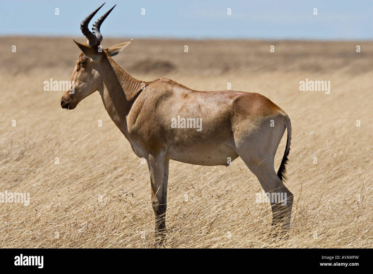 Hartebeest (Alcelaphus buselaphus) in Serengeti National Park, Tanzania ...