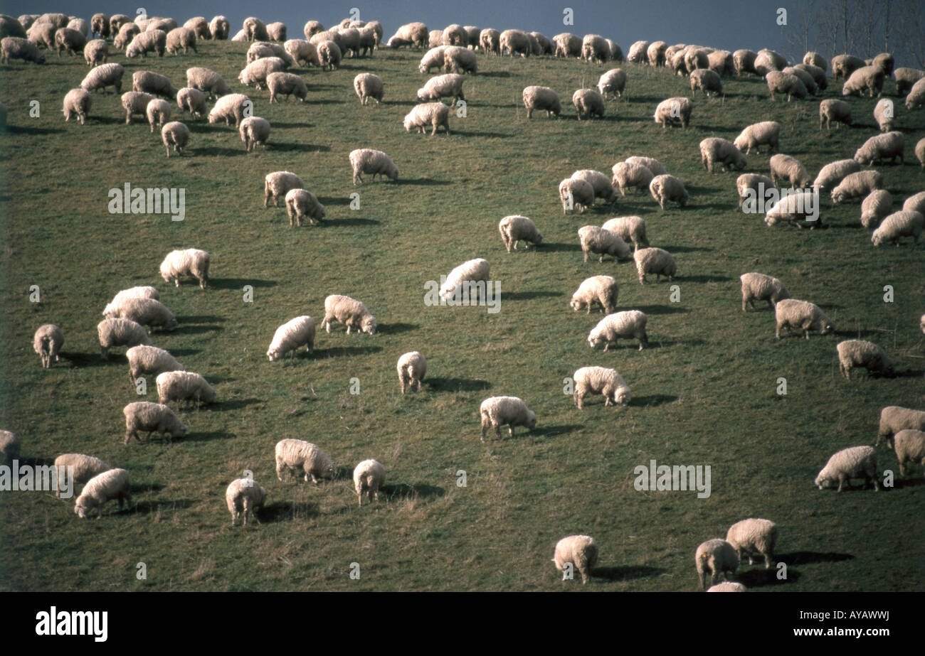 Sheep grazing on hillside, Waikato, North Island, New Zealand Stock ... Sheep grazing on hillside, Waikato, North Island, New Zealand Stock ...