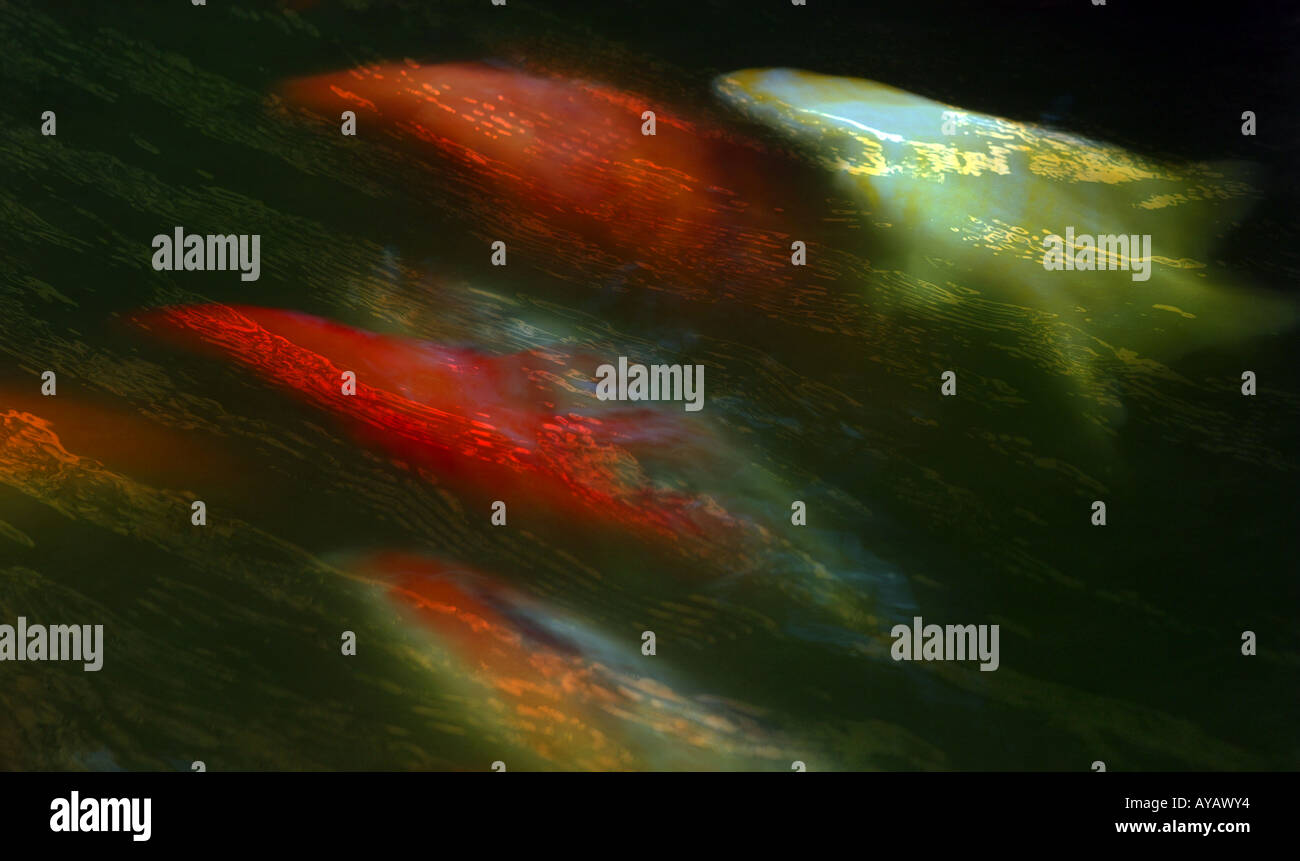 Images of blurred Coi in a pond, digitally manipulated to produce ...
