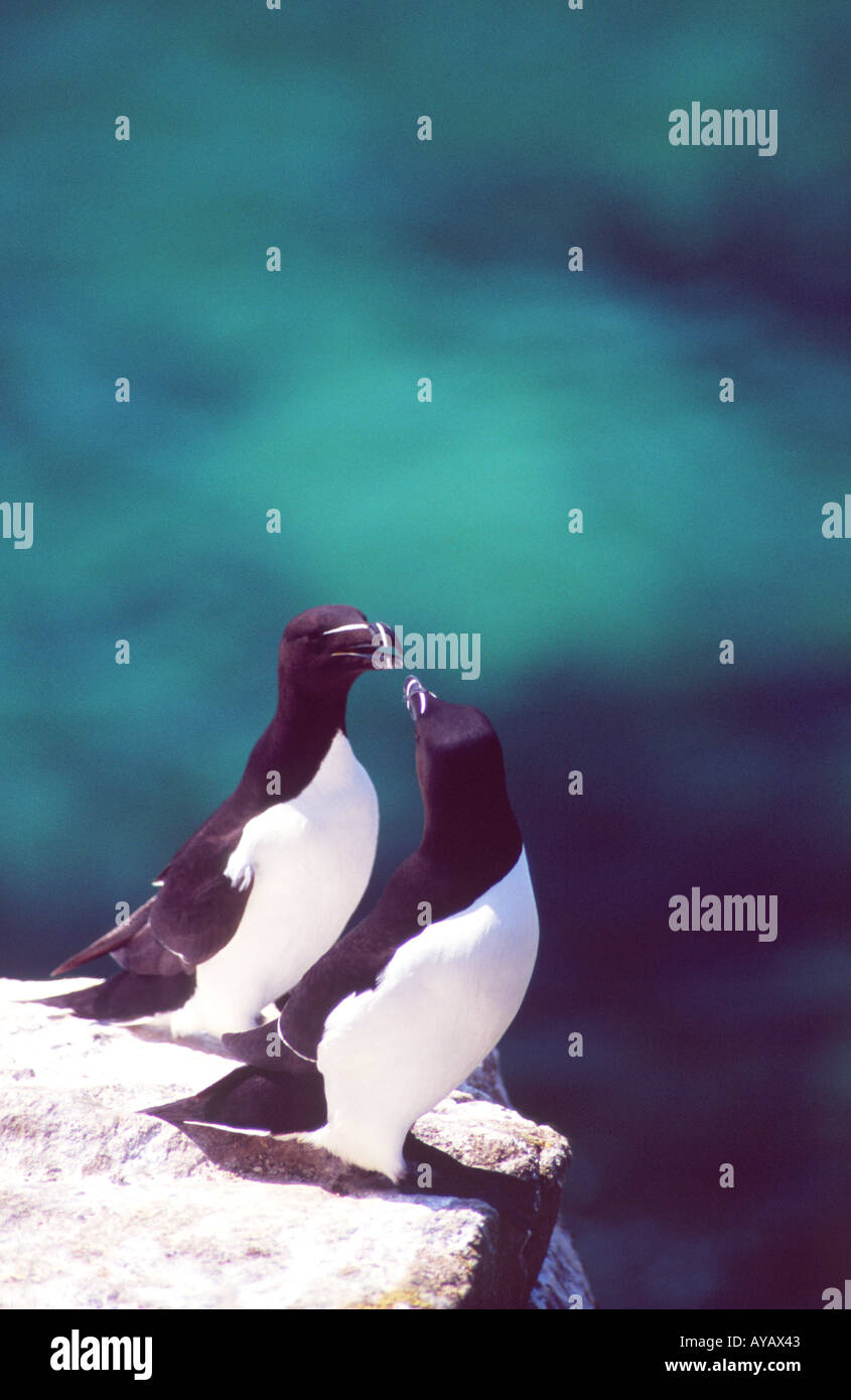 Wexford ireland hi-res stock photography and images - Alamy