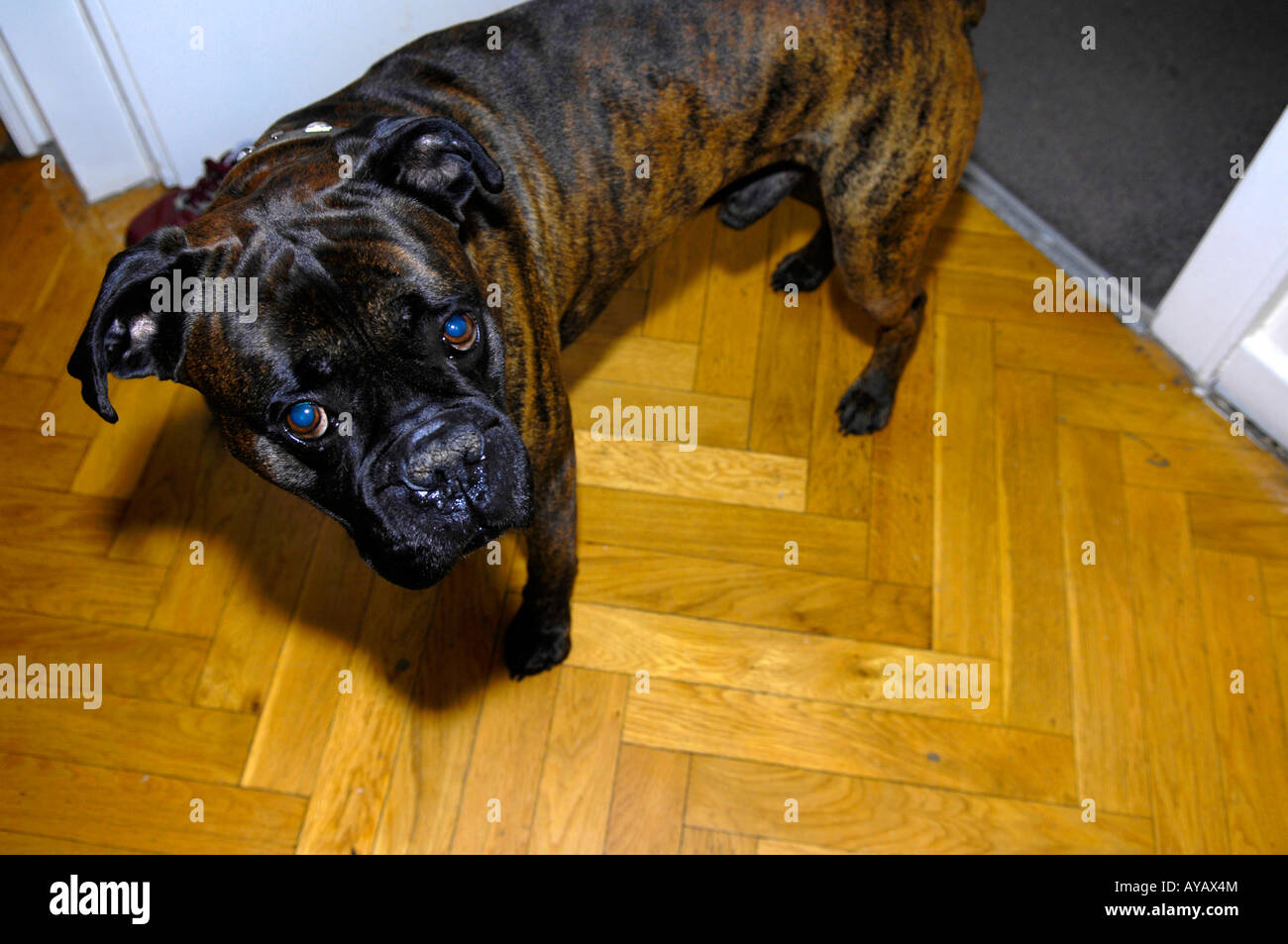 boxer go wooden floor inside house pet Stock Photo - Alamy
