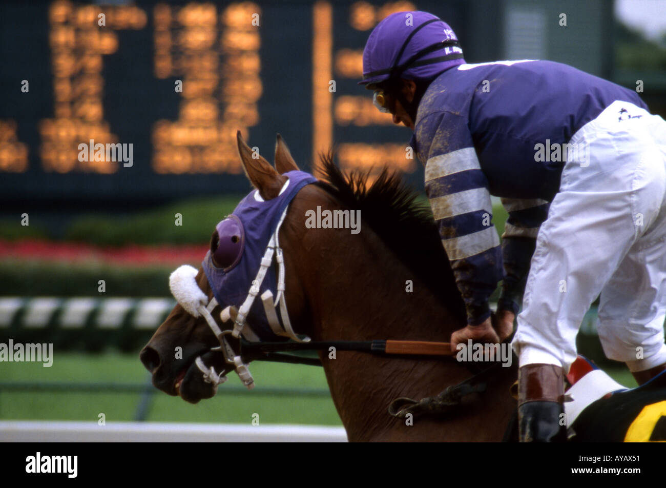 Race Horse, Jockey, and Scoreboard Stock Photo - Alamy