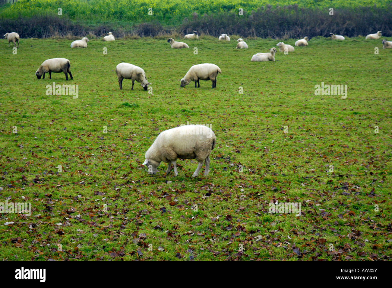 sheep field animal farm livestock grass agriculture domestic Stock ...