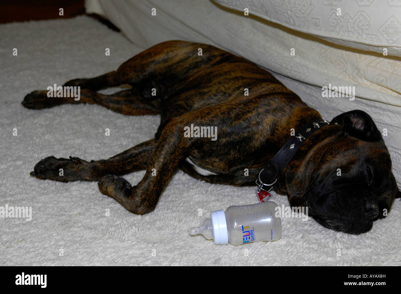boxer dog asleep baby's bottle soft canine pet pampered brown inside ...