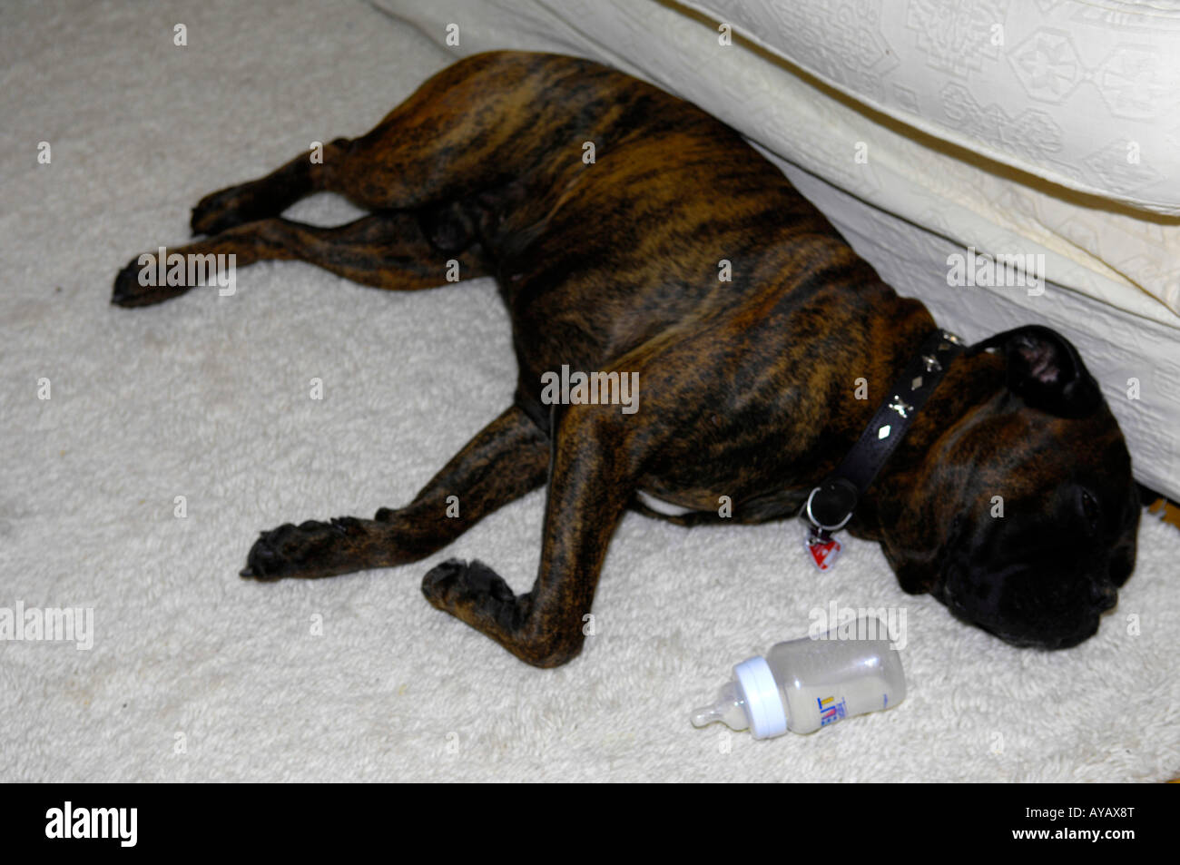 boxer dog asleep baby's bottle soft canine pet pampered brown inside ...