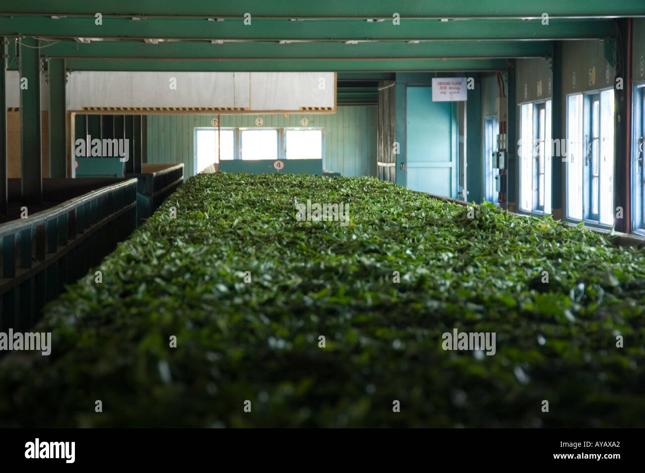 Tea leaves drying inside a factory on the tea plantations near Nuwara ...