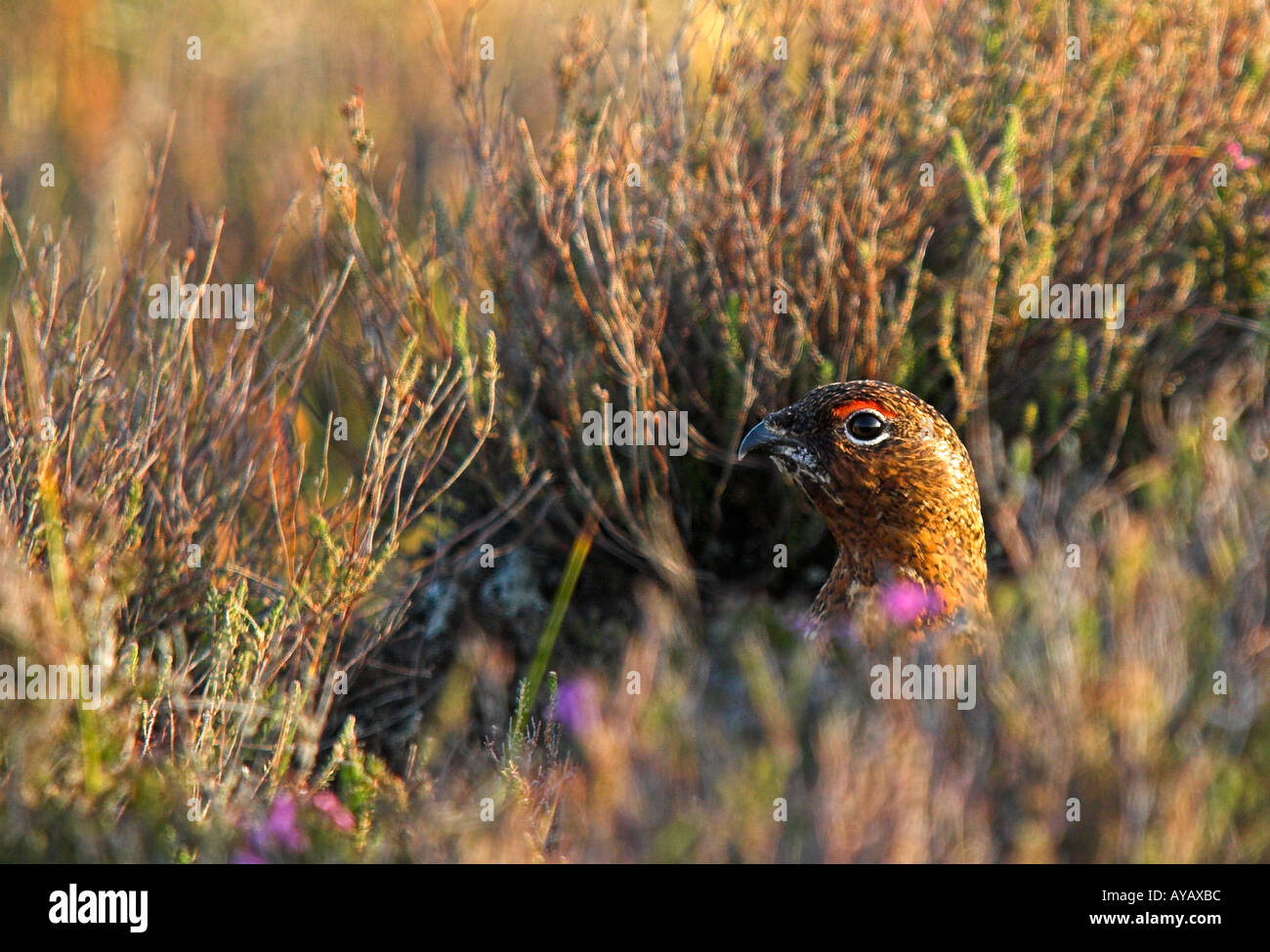 Scottish grouse shooting hi-res stock photography and images - Alamy
