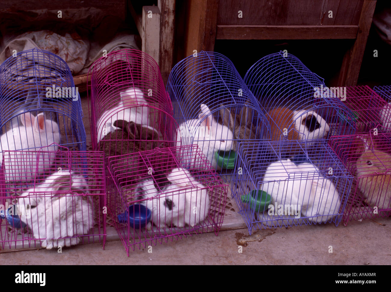 Caged baby rabbits Kunming market China Stock Photo - Alamy